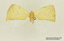 Papua Insects Foundation (Hemiptera/Auchenorrhyncha/leafhopper ...